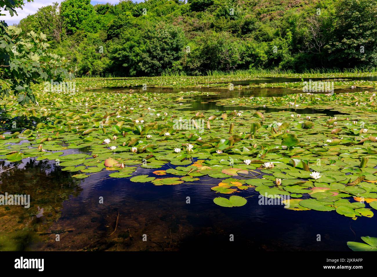 The lily pools at Bosherston are a popular tourist attraction when the ...