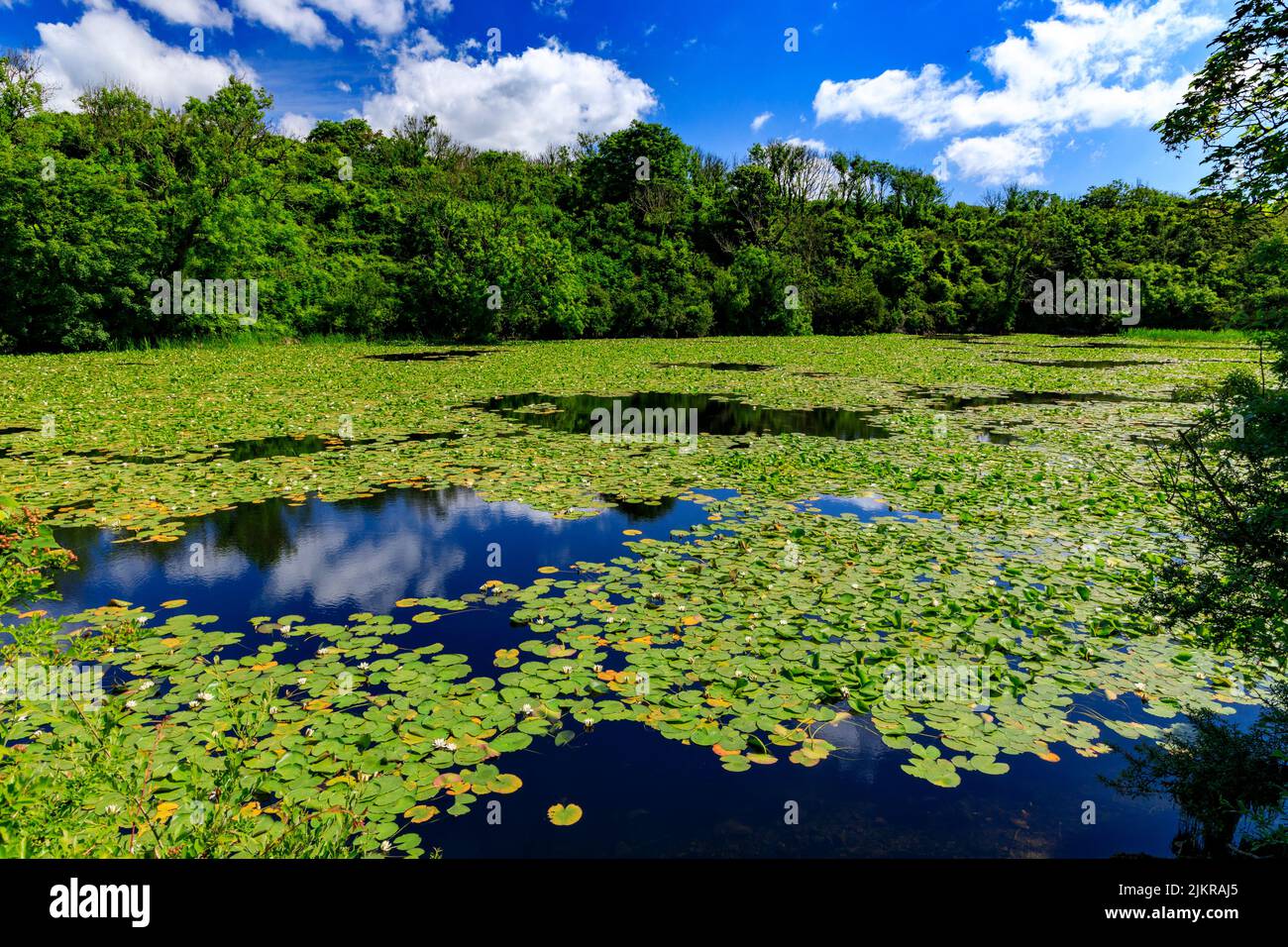 The lily pools at Bosherston are a popular tourist attraction when the ...