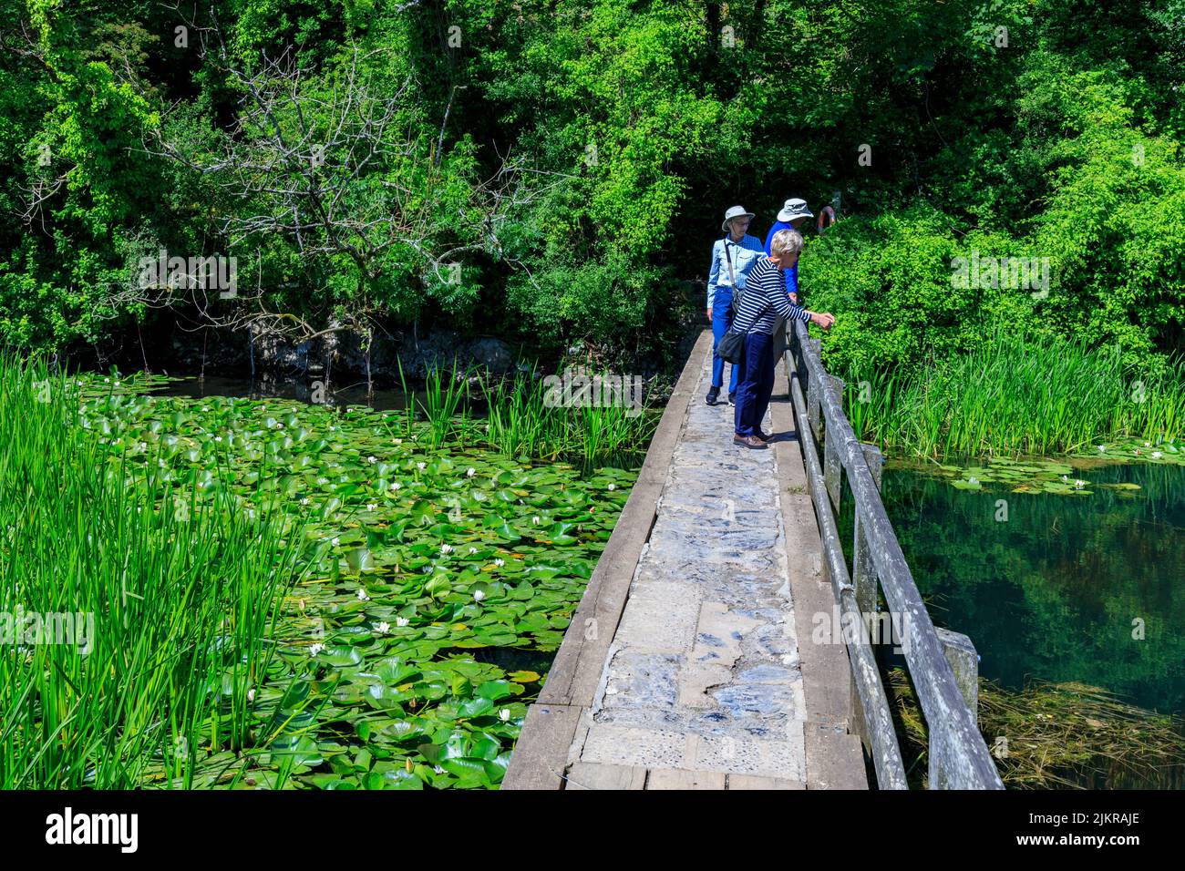 The lily pools at Bosherston are a popular tourist attraction when the ...
