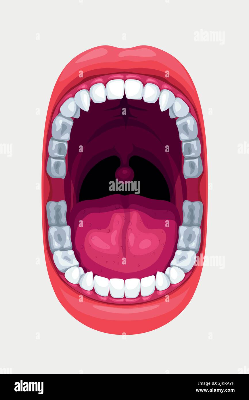 Premolar teeth human Stock Vector Images - Alamy