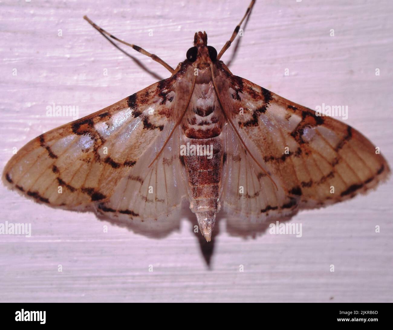a Crambidae snout moth Crambidae; Spilomelinae - Azochis philips ...