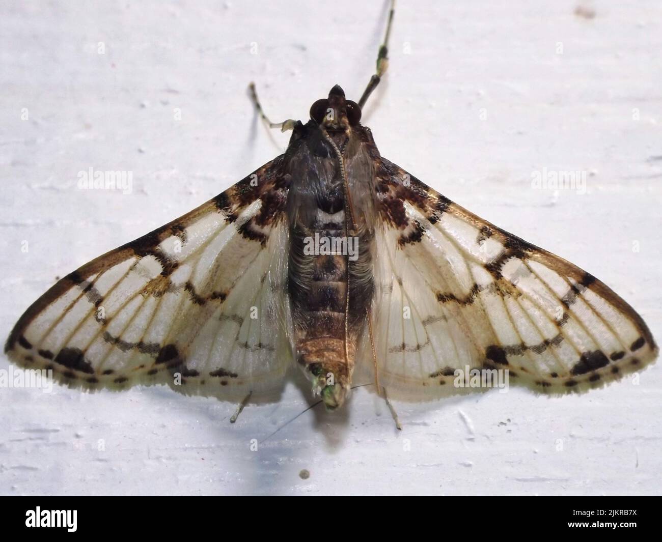 Philips animal garden hi-res stock photography and images - Alamy