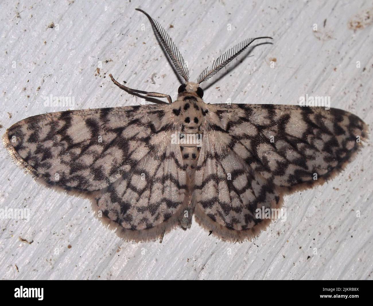a Crambidae snout moth Crambidae; Spilomelinae - Herpetogramma species ...