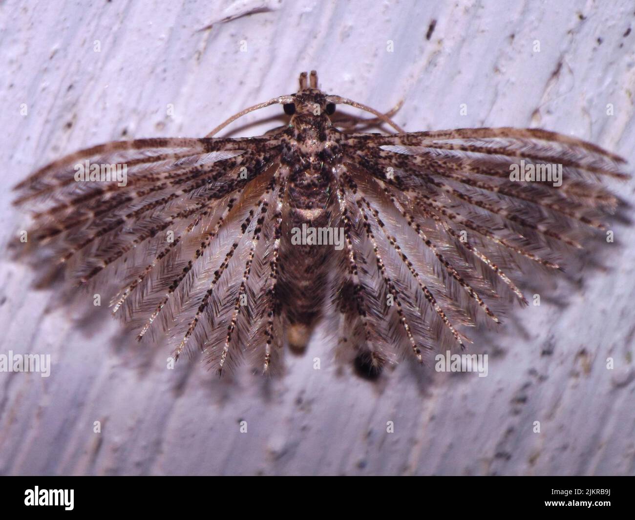Alucitidae or many-plumed moth - indeterminate species isolated on a ...