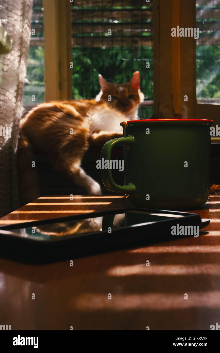 Morning cup of coffee on the table by the mobile phone, orange tabby ...