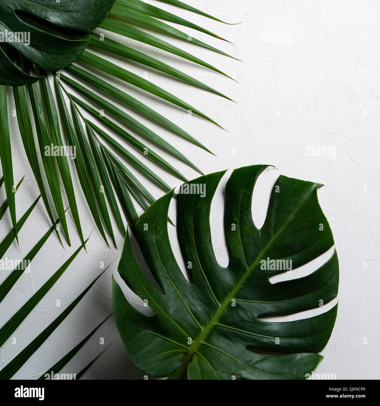 Top view of tropical palm leaves branch and swiss cheese plant isolated ...