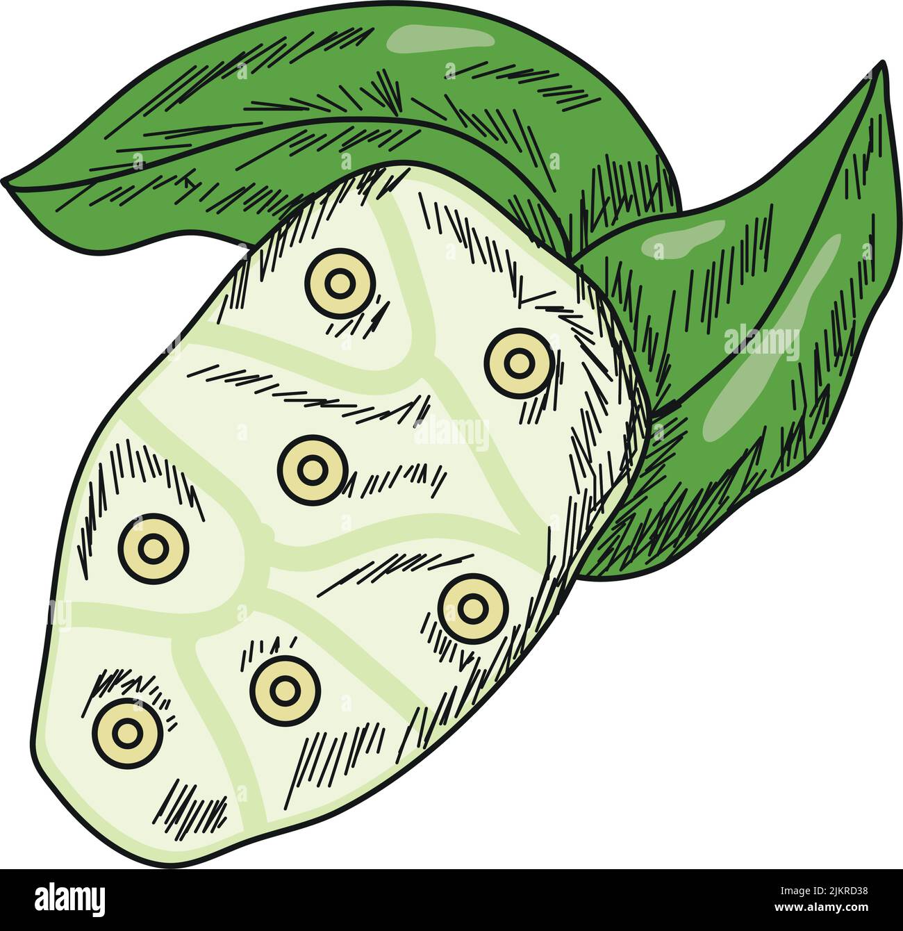 Noni berry hi-res stock photography and images - Alamy