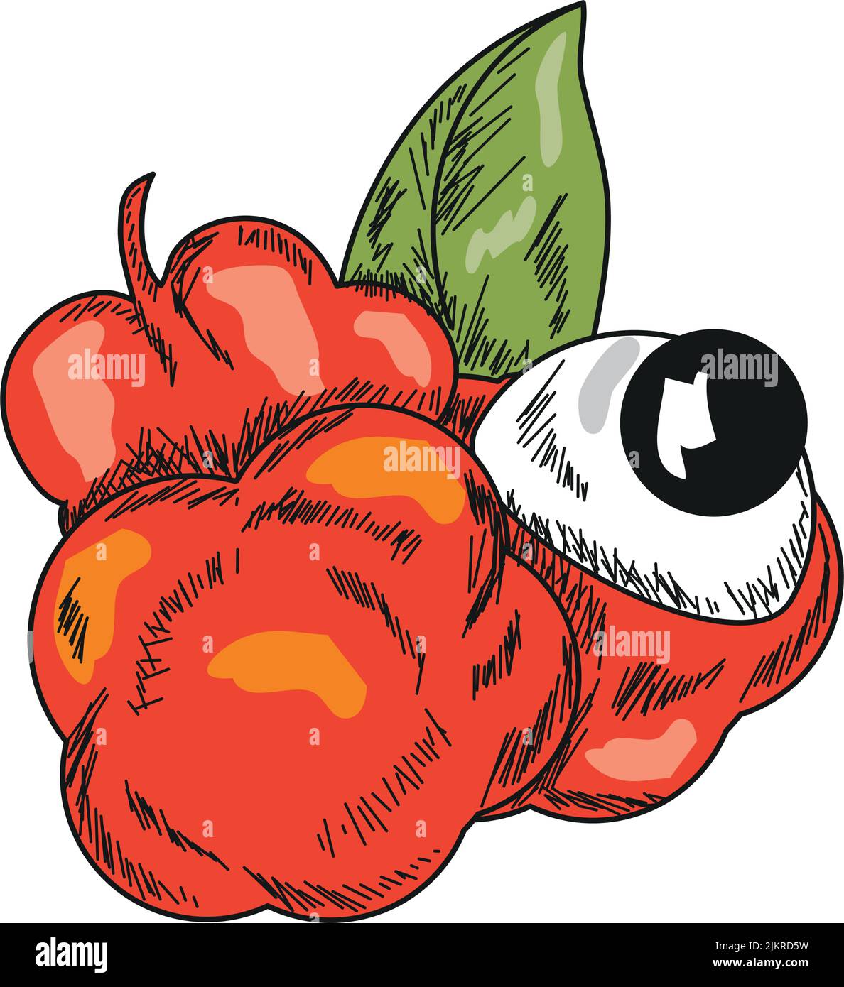 Guarana illustration Stock Vector Images - Alamy