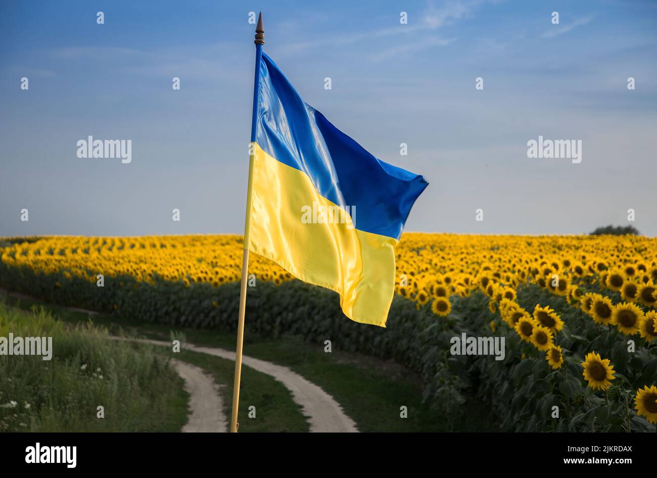 satin flag of Ukraine in yellow and blue colors against of beautiful ...
