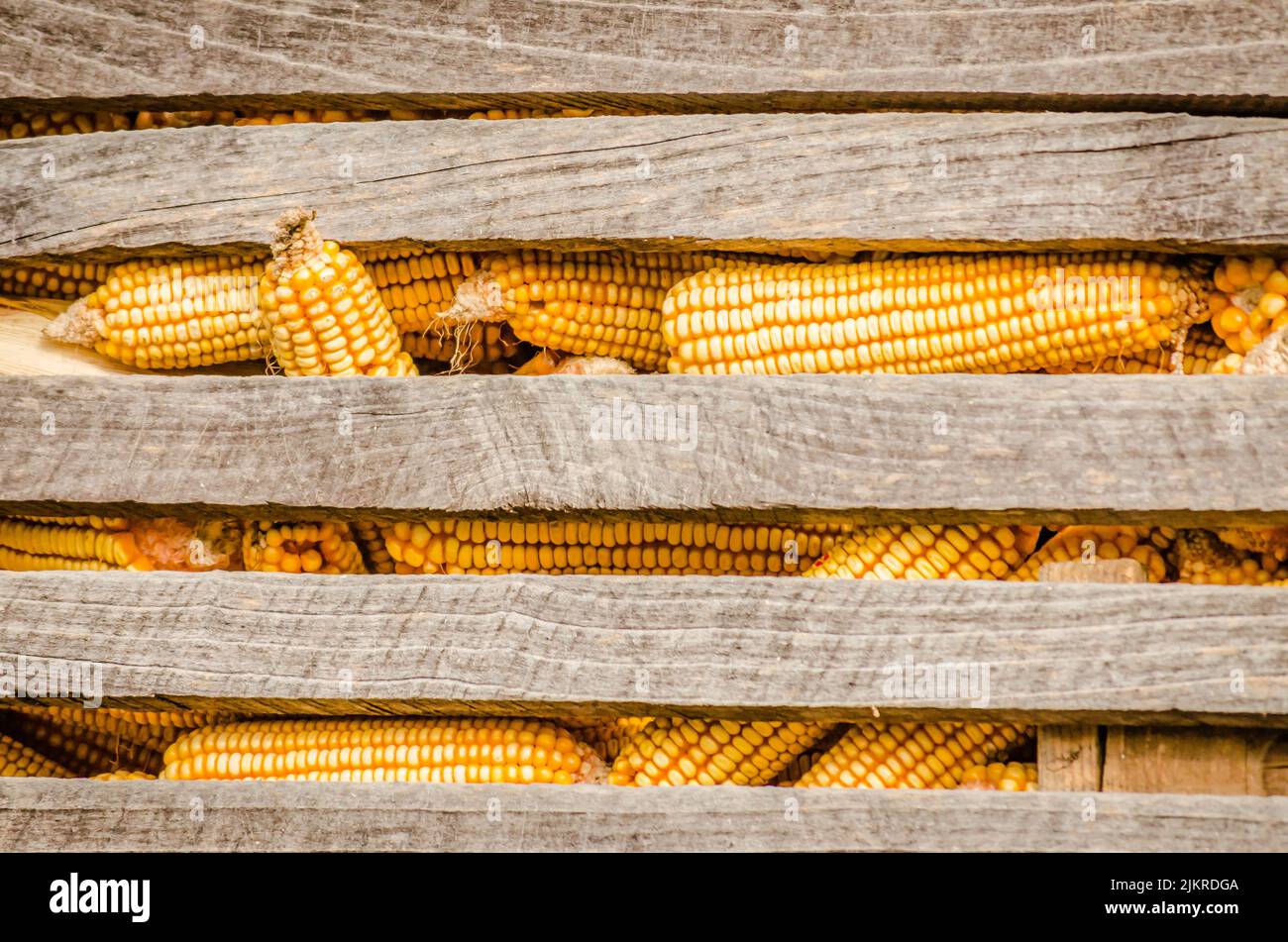 Traditional rural corn barn in a Europe . Rustic wooden corn barn at ...