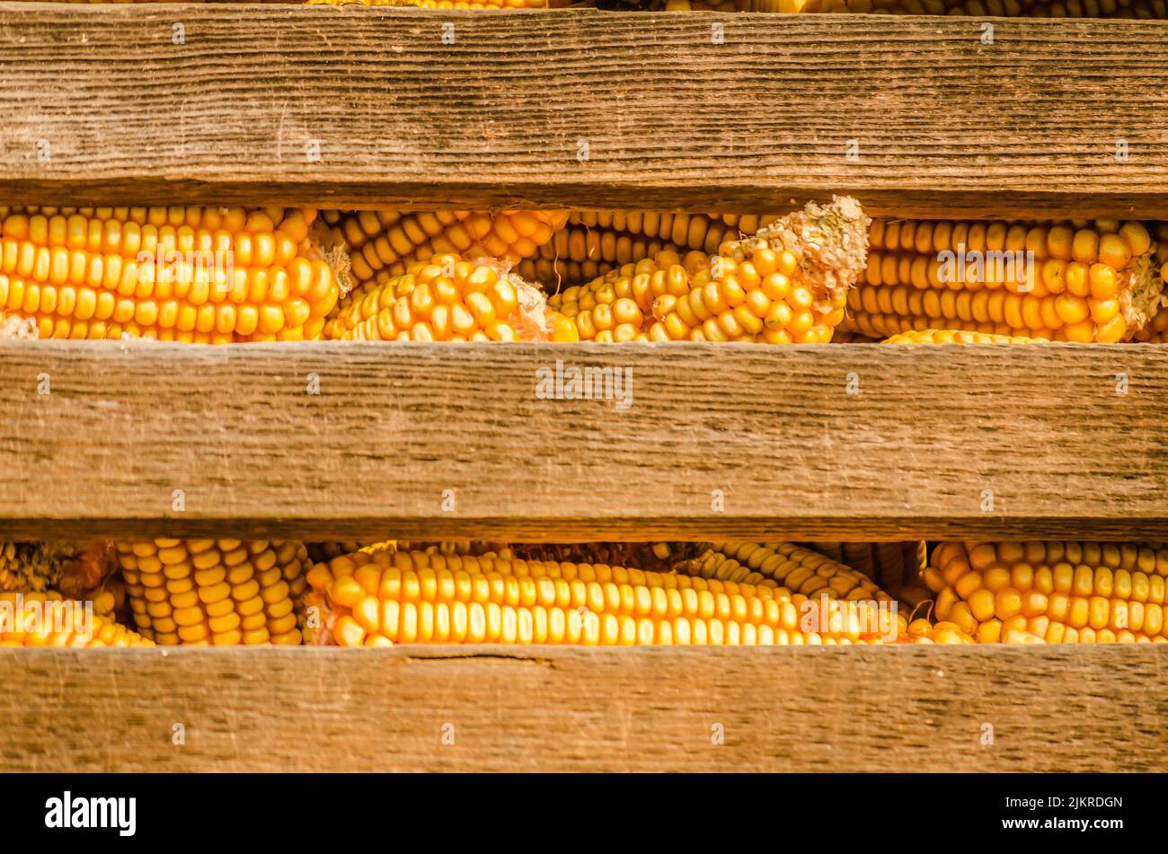 Traditional rural corn barn in a Europe . Rustic wooden corn barn at ...