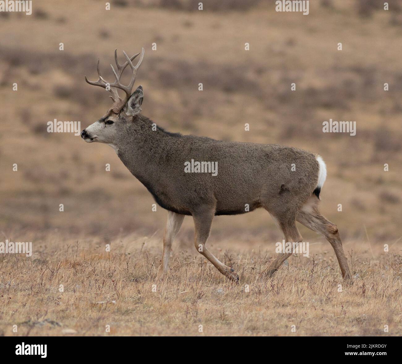 Mule deer buck in Montana during mating season walking Stock Photo - Alamy