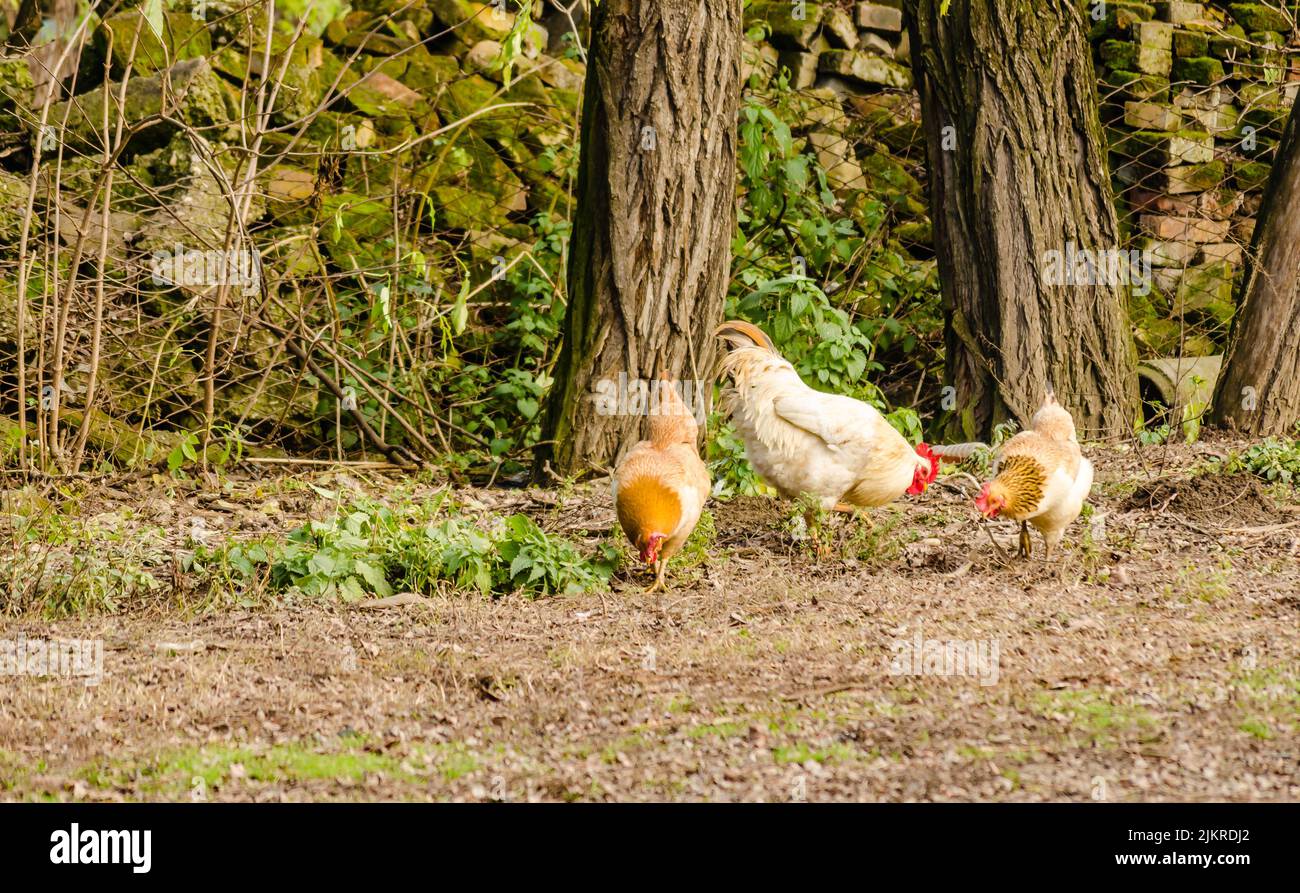 A beautiful young rooster, classic white color. A beautiful young ...