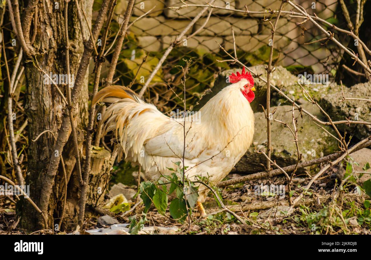 A beautiful young rooster, classic white color. A beautiful young ...