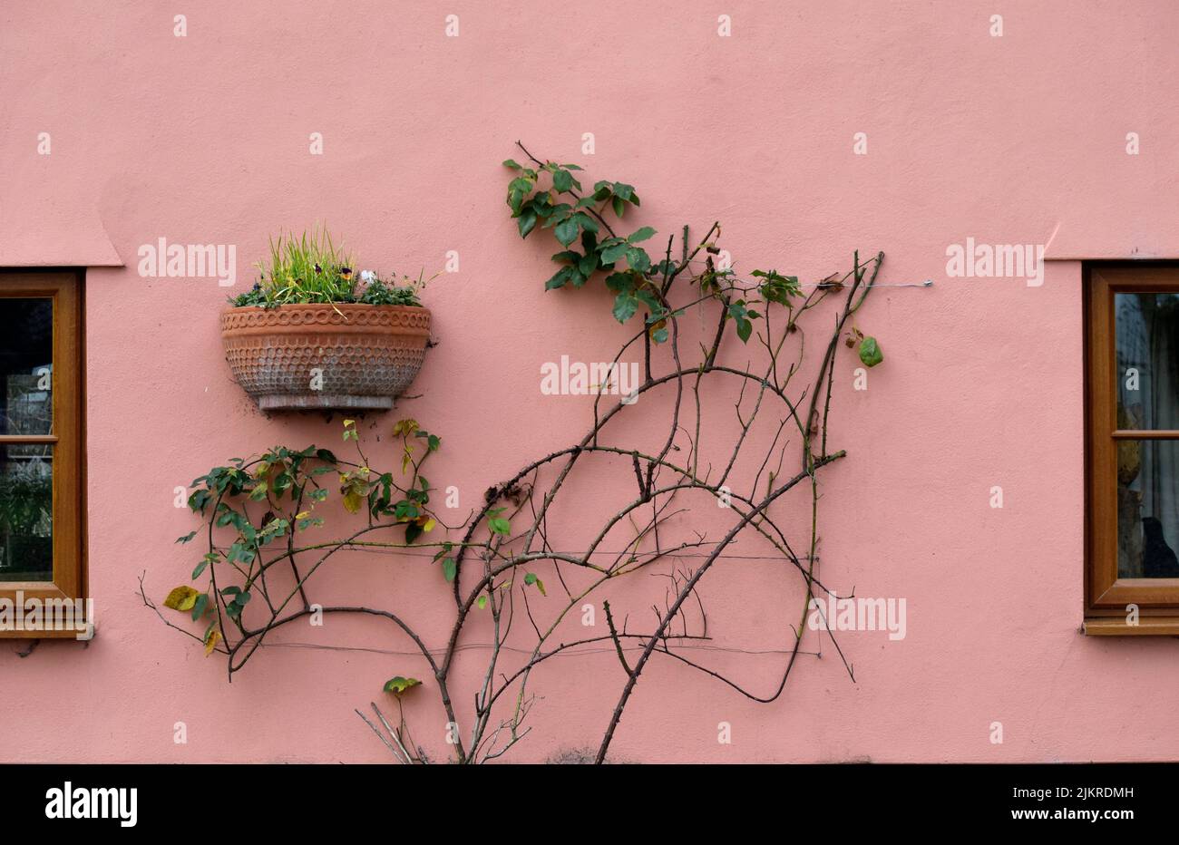 Espaliered hi-res stock photography and images - Alamy