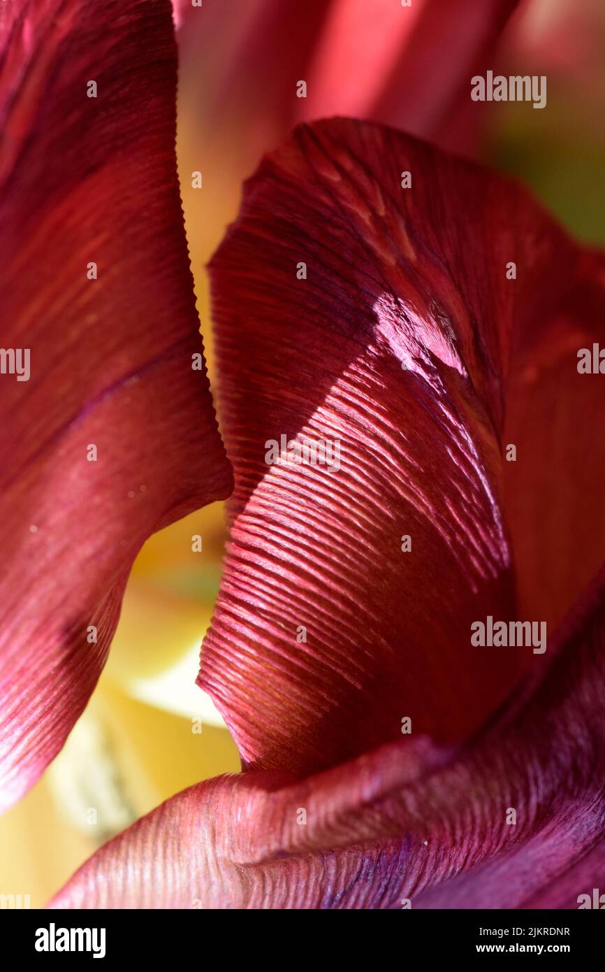 Texture petals hi-res stock photography and images - Alamy