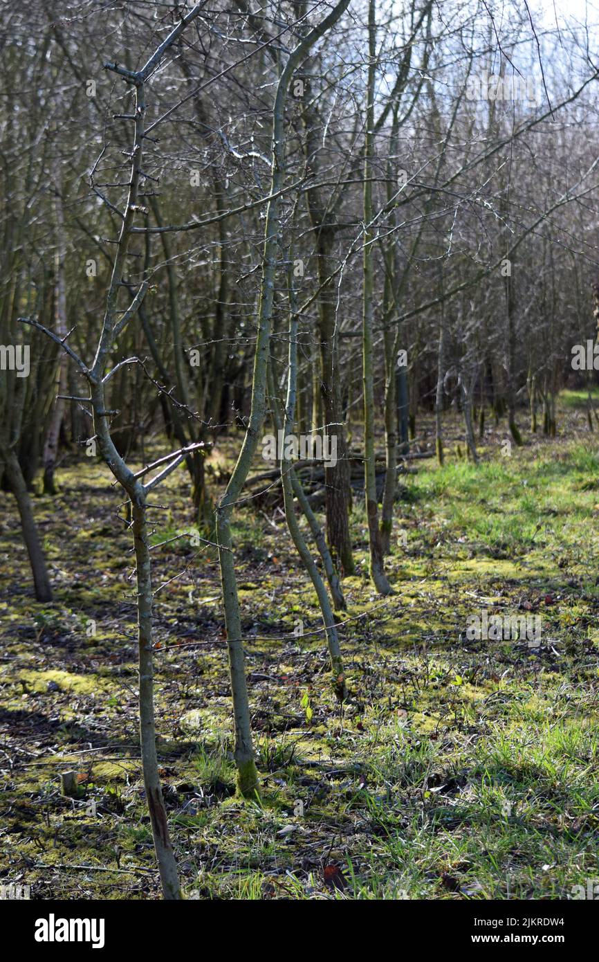 young trees in spring, england Stock Photo - Alamy