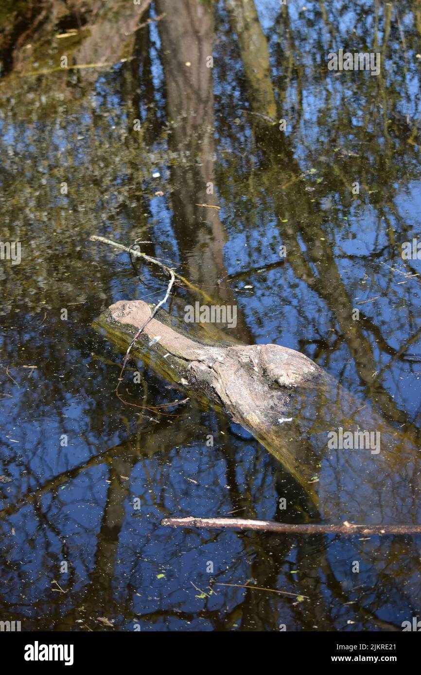 Log in stream grass hi-res stock photography and images - Alamy