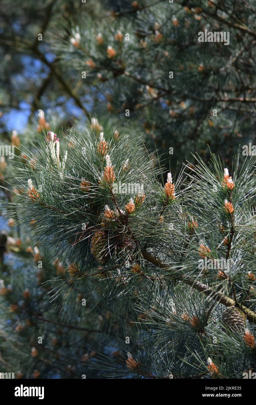 pine trees in spring, england Stock Photo - Alamy