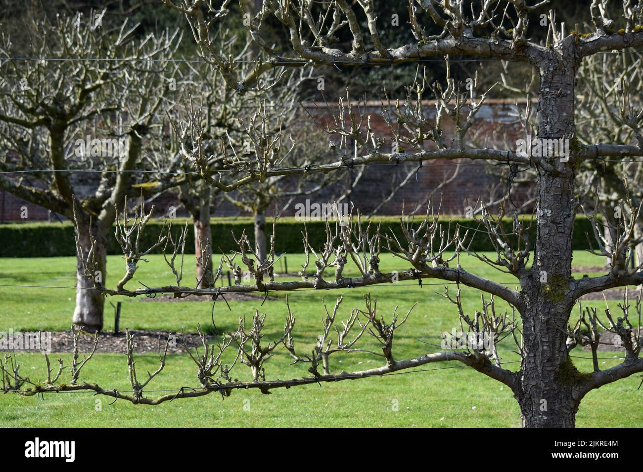 Trained trees hi-res stock photography and images - Alamy