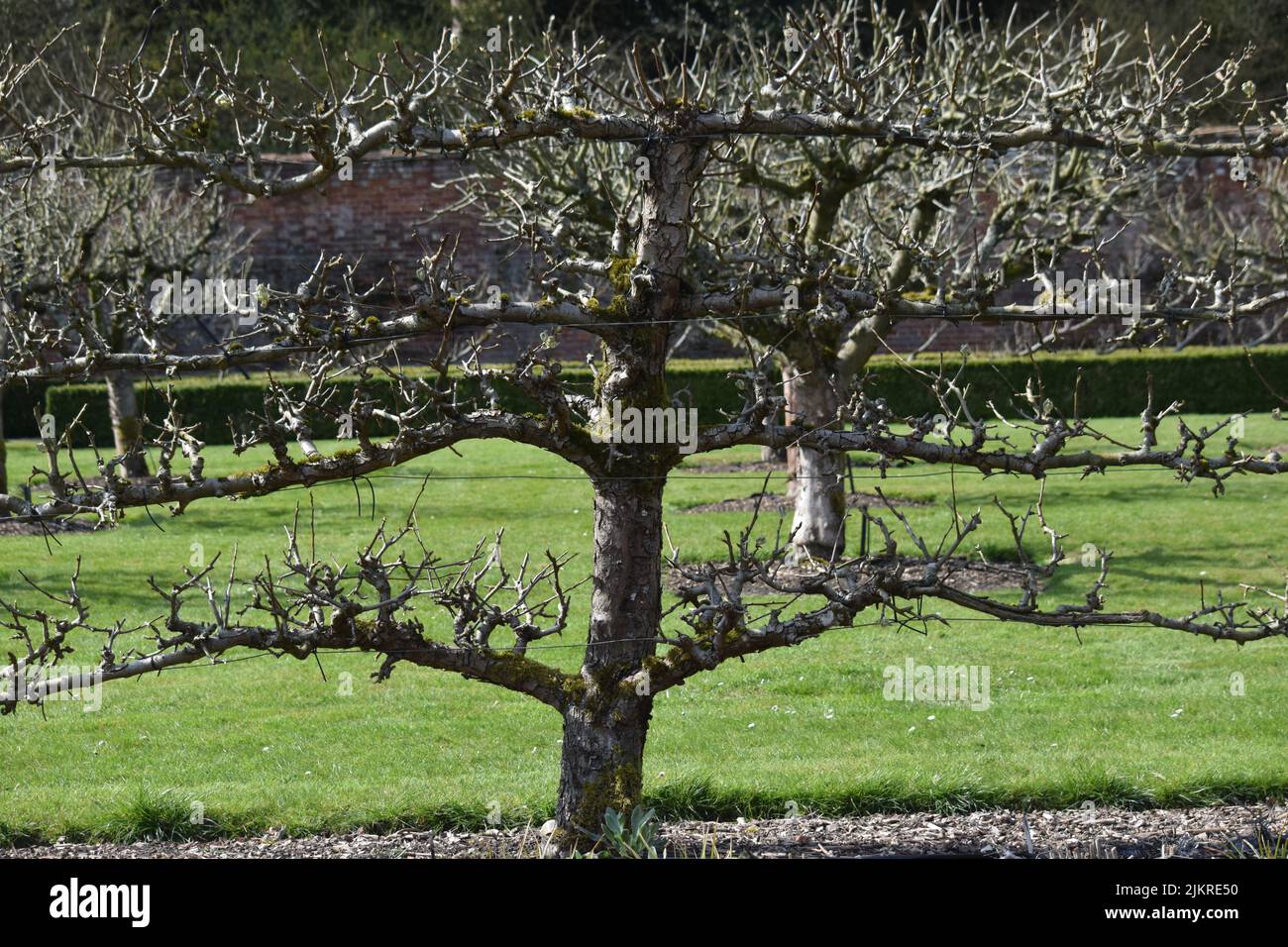 espaliered apple trees, england Stock Photo - Alamy