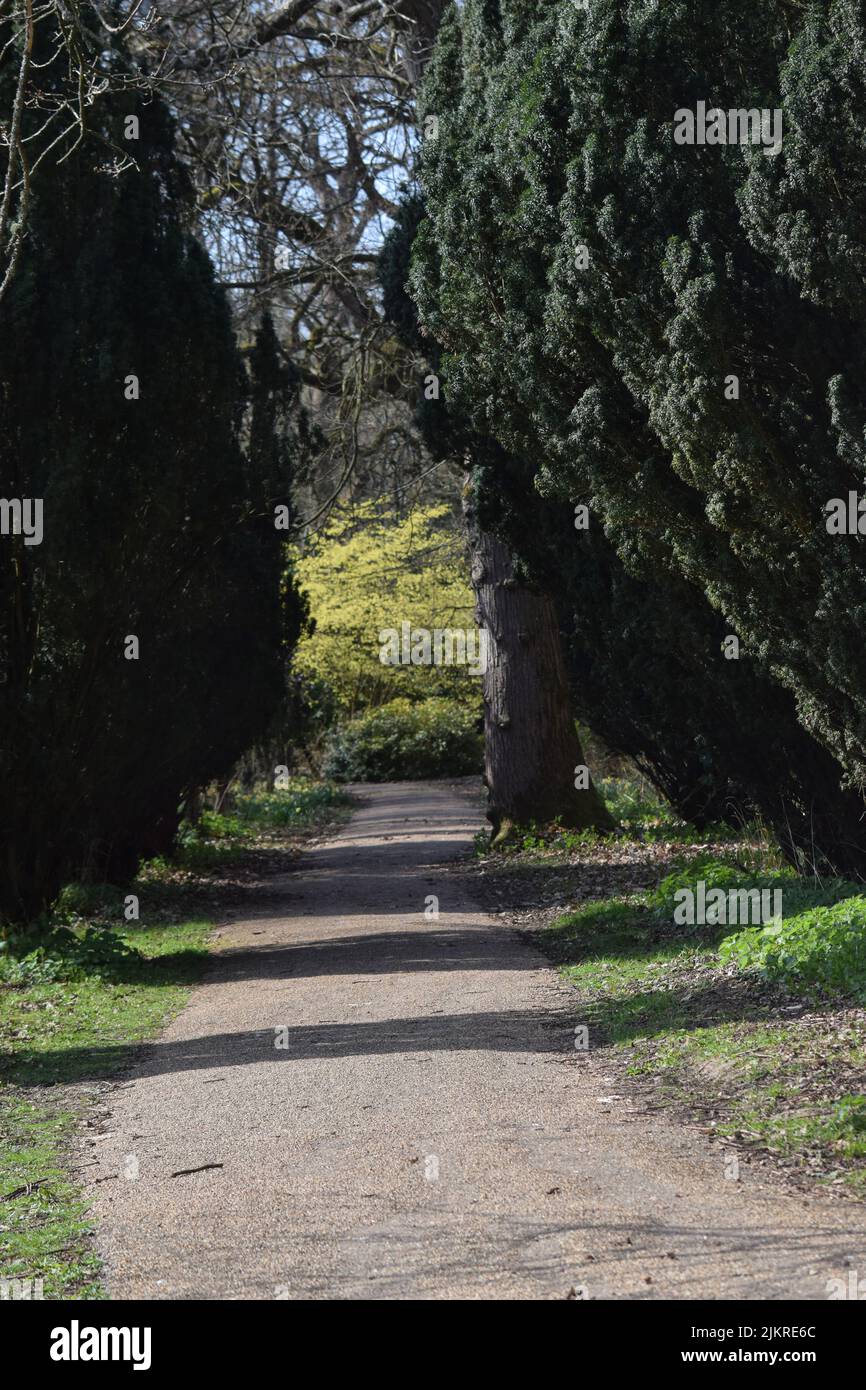 path through yew trees, thornham walks, suffolk Stock Photo - Alamy