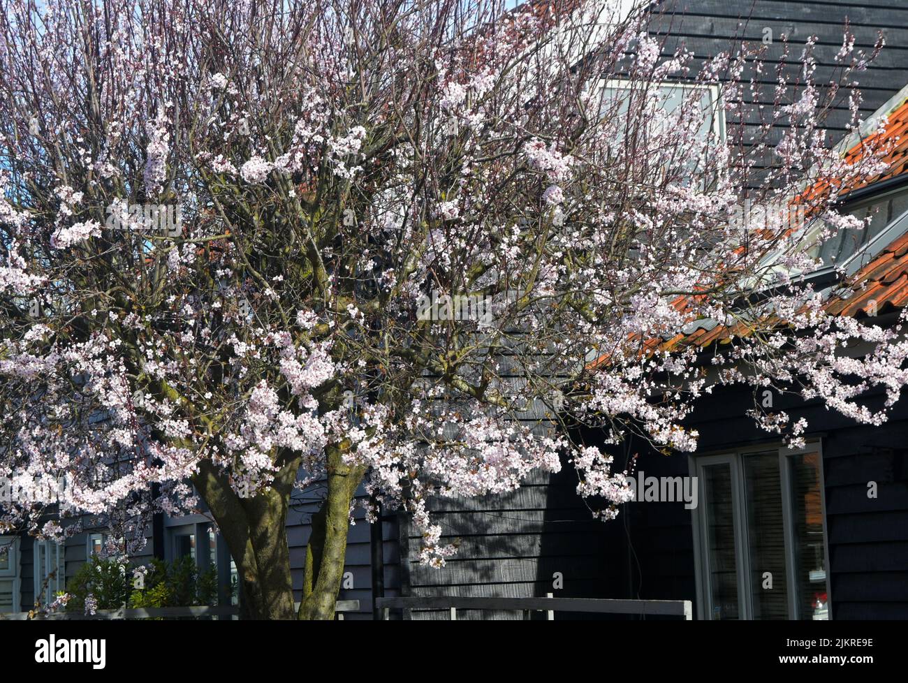 pink blossom, england Stock Photo - Alamy