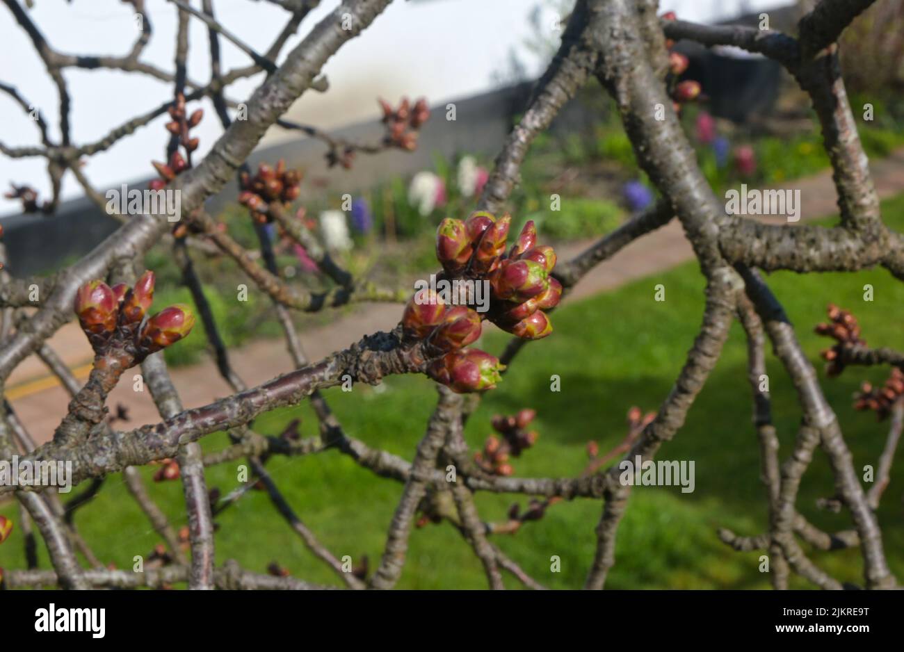 apple tree buds Stock Photo - Alamy