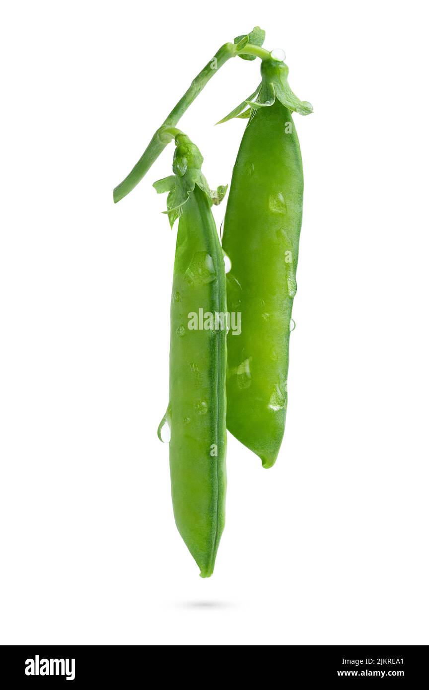 Two green pea pods hanging isolated on white background. Package design ...