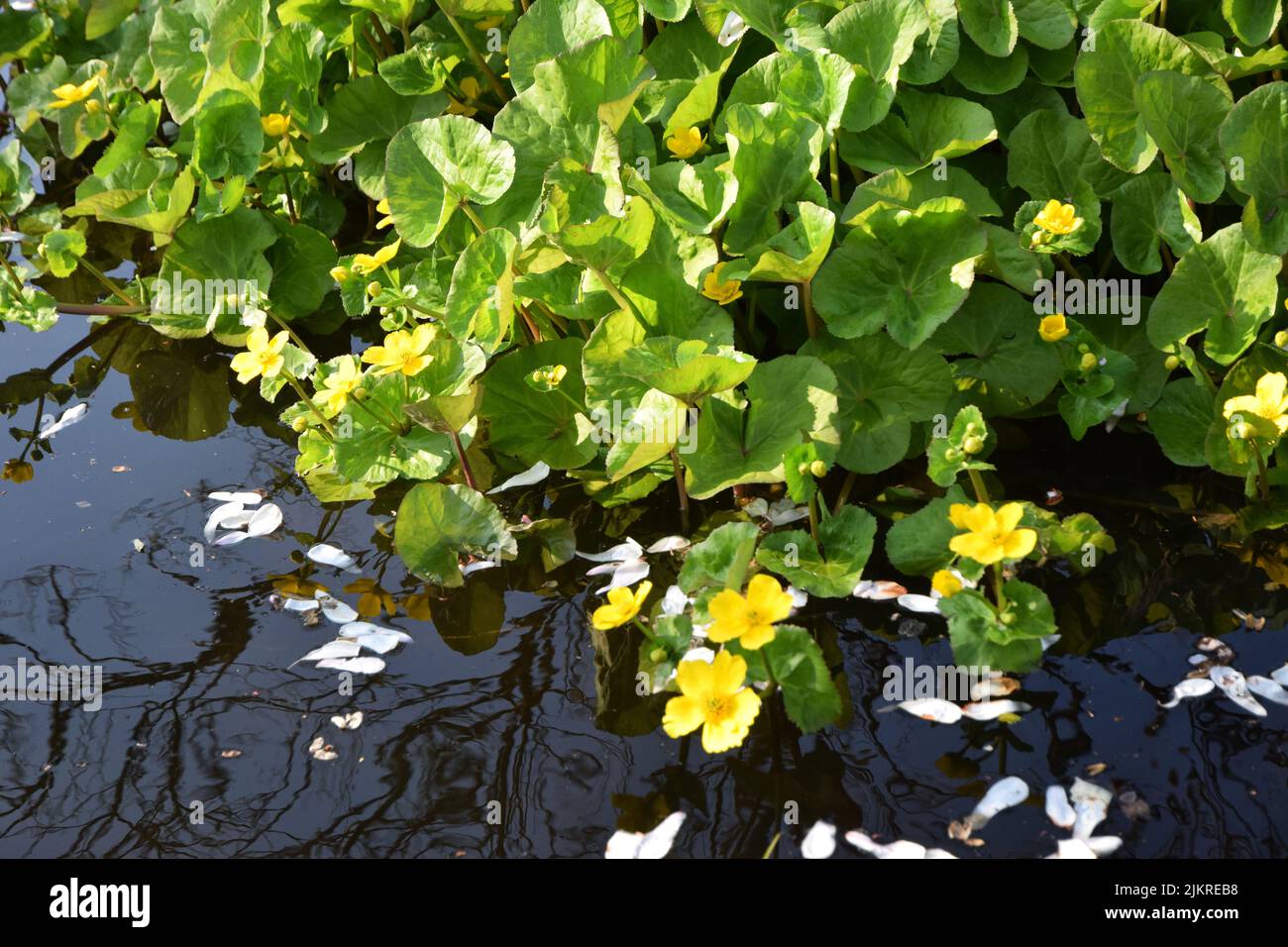 marsh marigold flowers Stock Photo - Alamy