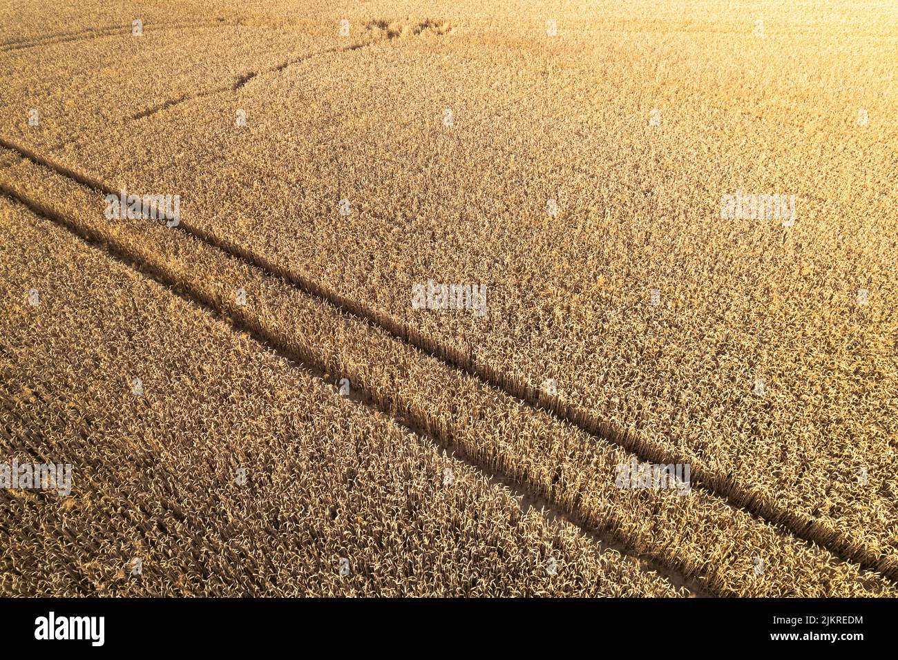 Aerial drone shot of tractor tire tracks on wheat field at sunset ...