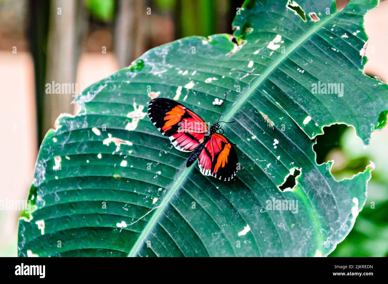 Heliconius butterflies hi-res stock photography and images - Alamy
