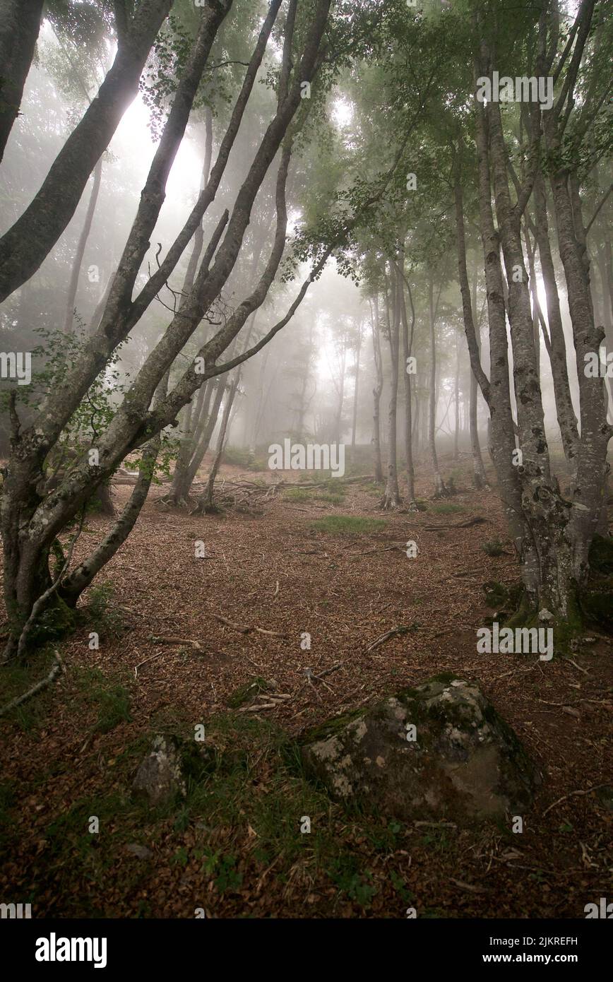 Dark creepy foggy forest hi-res stock photography and images - Alamy