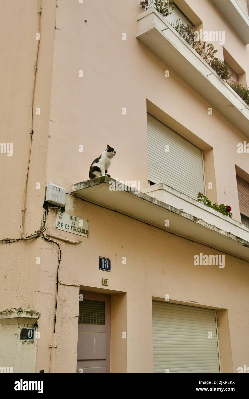 Black and white cat sat on a window ledge of a house in a French town ...