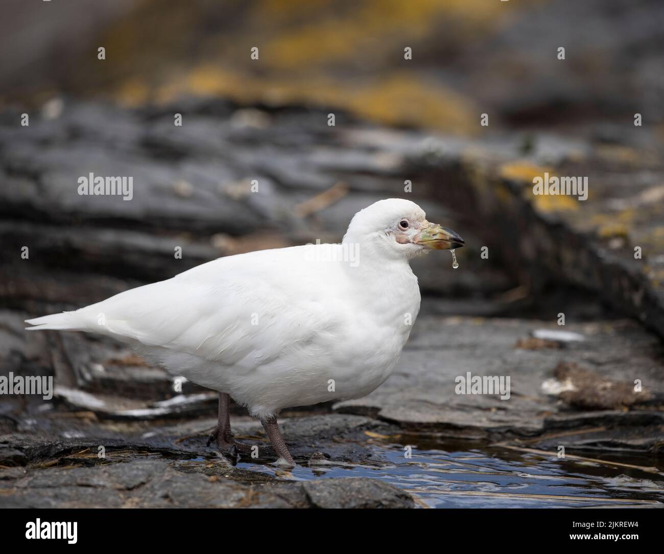 The snowy sheathbill (Chionis albus) is the only land bird native to ...