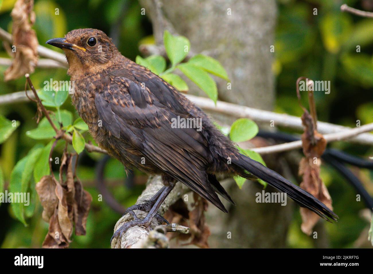 Female Blackbird also known as the Eurasian blackbird - image taken in ...