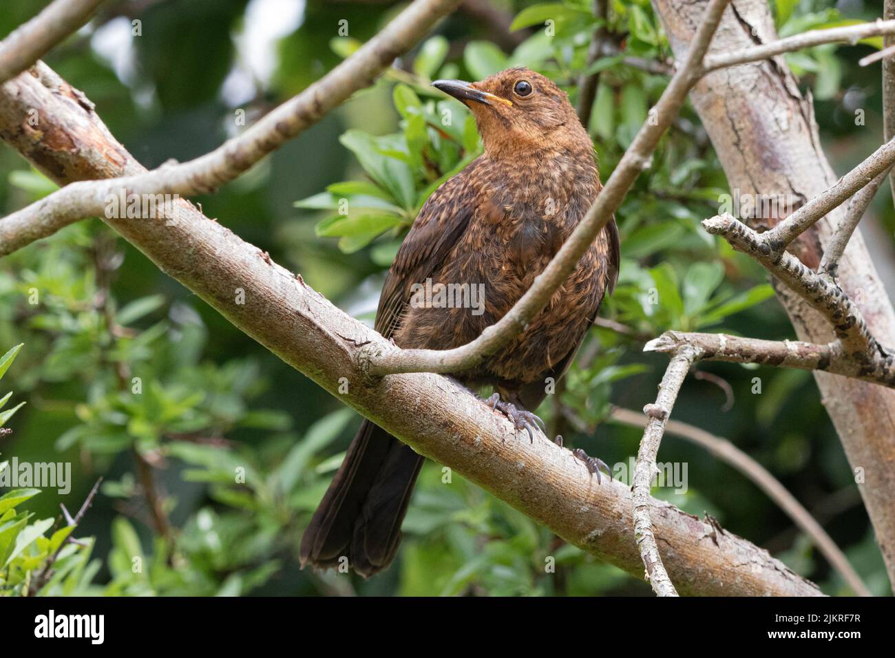 Female Blackbird also known as the Eurasian blackbird - image taken in ...
