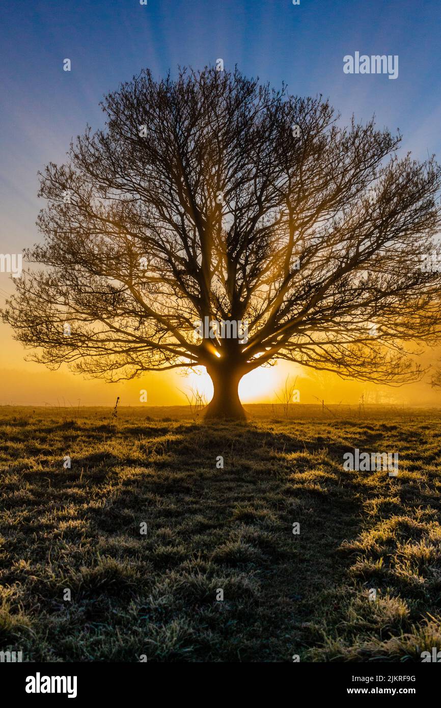 Sunrise behind a sycamore tree on a frosty moring in the Village of ...