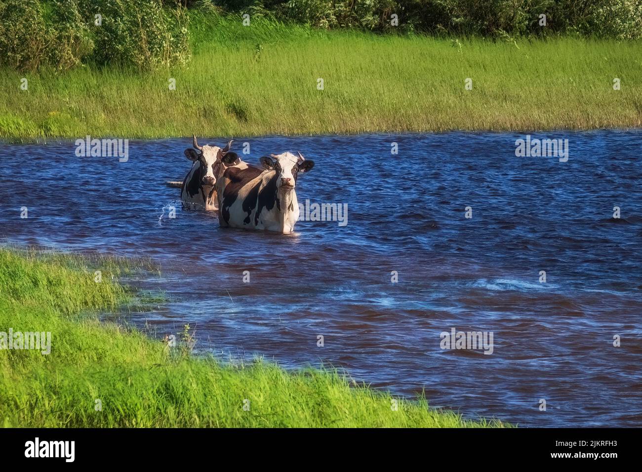 animal cows escape from extreme heat in river water. funny animals in ...