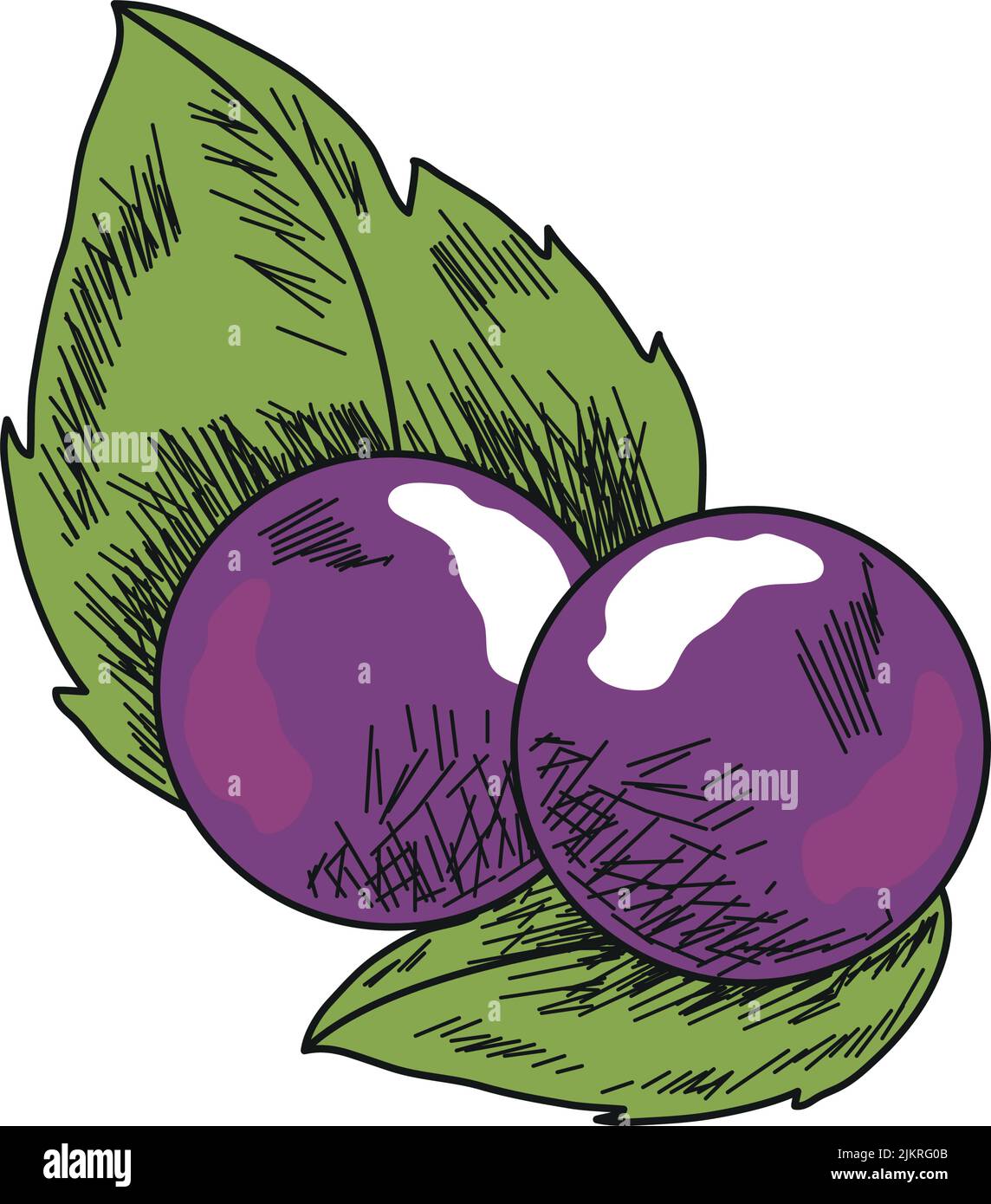 blueberry and leaf Stock Vector Image & Art - Alamy