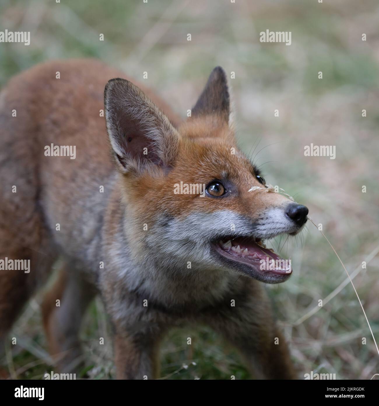 An inquisitive fox hi-res stock photography and images - Alamy