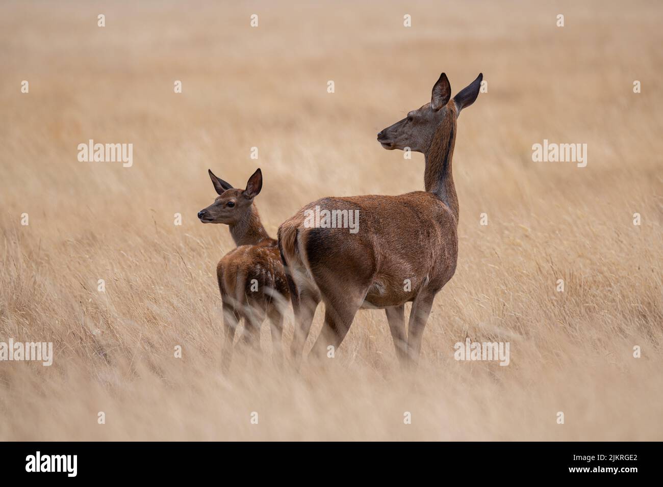 Adult female red deer and her offspring walking in parched grasses ...