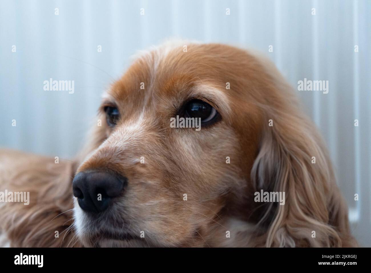 Golden Cocker Spaniel puppy dog laying down lazy sleepy Stock Photo - Alamy