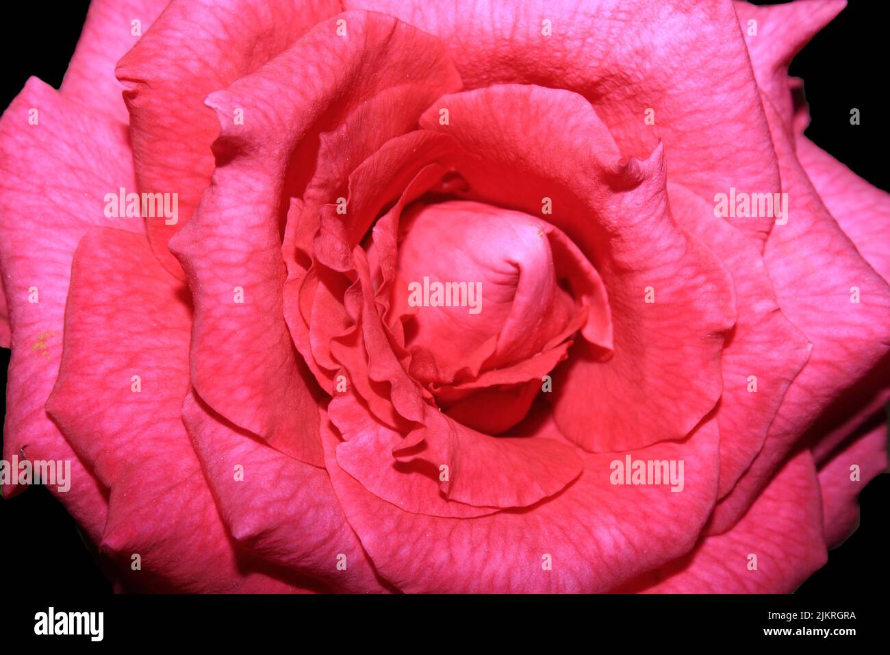 Closeup of a pink rose with wide opened sepals and black background ...