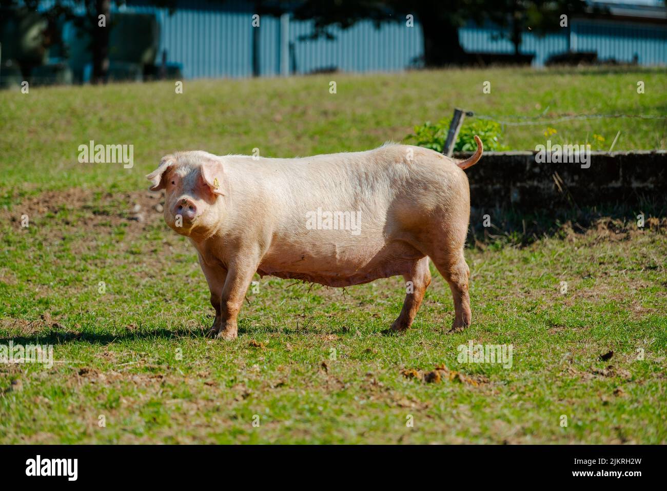 Pigs in field. Healthy pig on meadow Stock Photo - Alamy