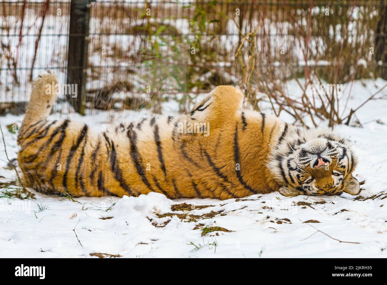 Tiger lying in the snow. Beautiful wild siberian tiger on snow Stock ...