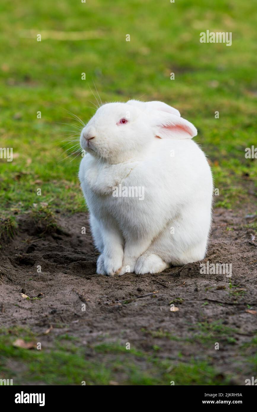 White rabbit. Rabbit On Grassy Field Stock Photo - Alamy