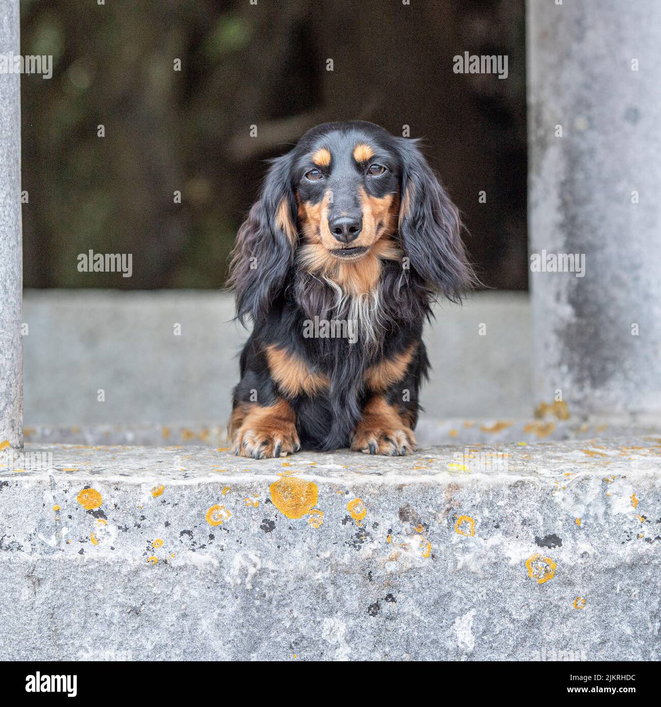 Miniature Longhaired Dachshund Stock Photo - Alamy