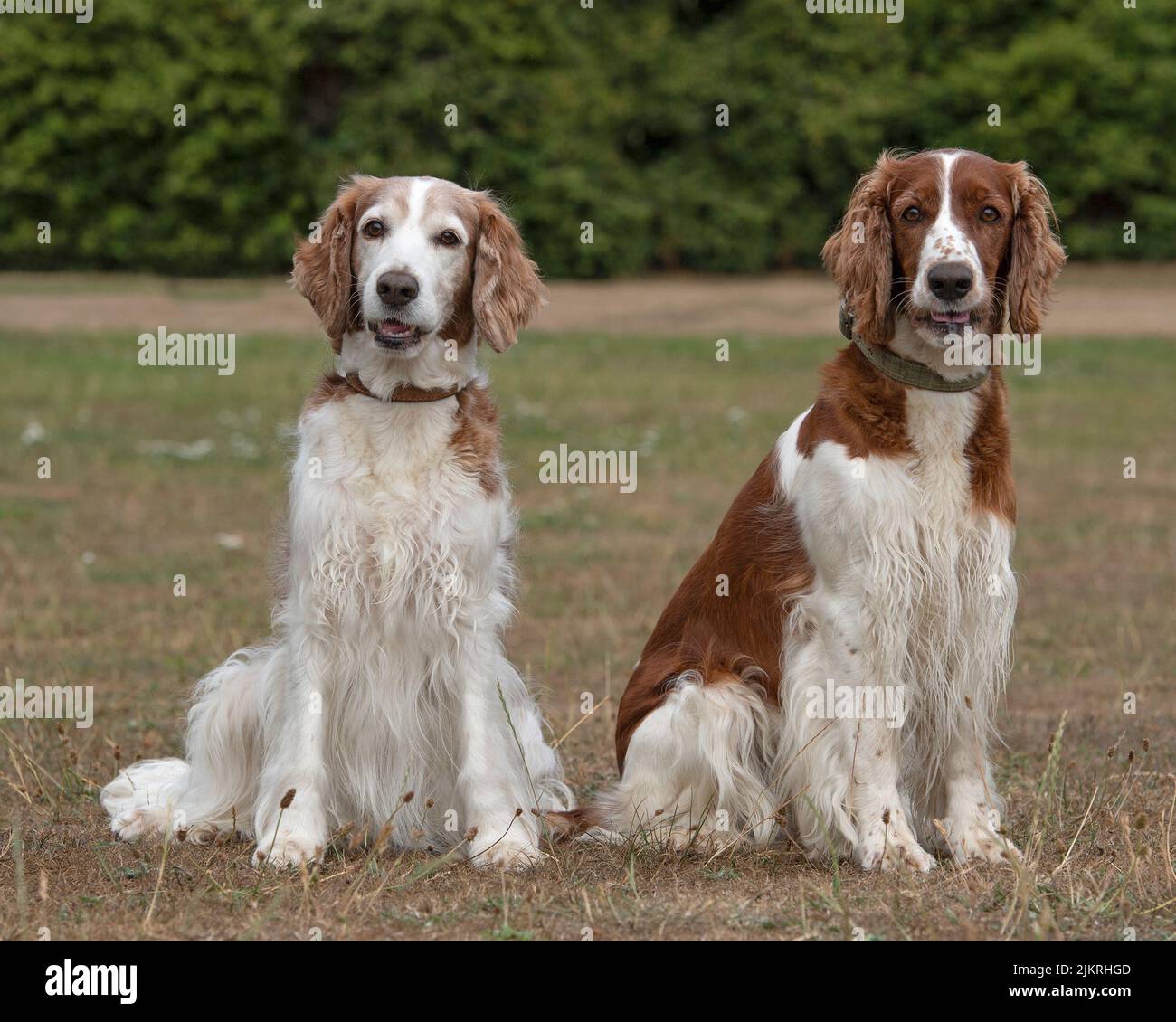 Welsh Springer Spaniels Stock Photo - Alamy