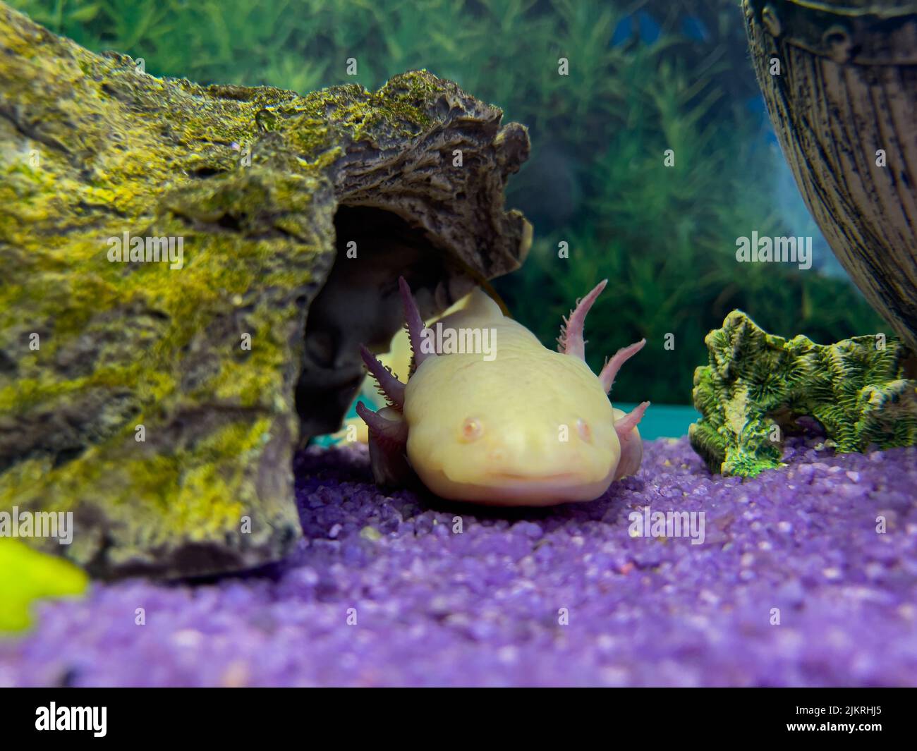 Axolotl Mexican underwater walking fish salamander in aquarium Stock ...